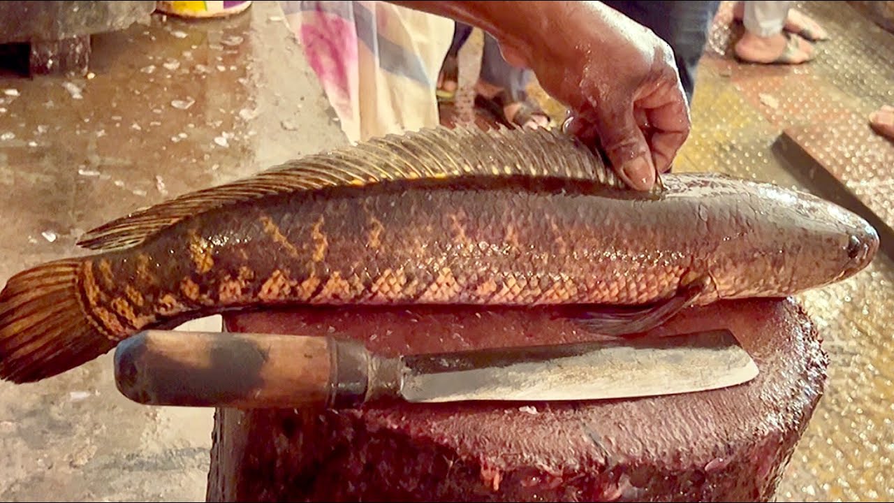Giant Sola Fish Cutting Skills Live In Bangladesh | Amazing Fish ...