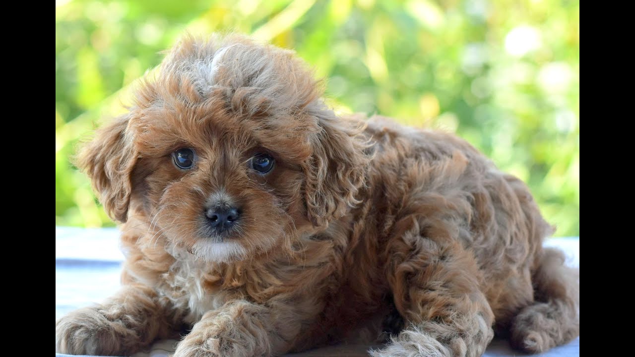 Cavapoo Puppies for Sale - YouTube