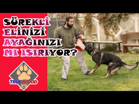 KÖPEĞİM FENA ISIRDI - KÖPEĞİM ELİMİ AYAĞIMI NEDEN ISIRIYOR?