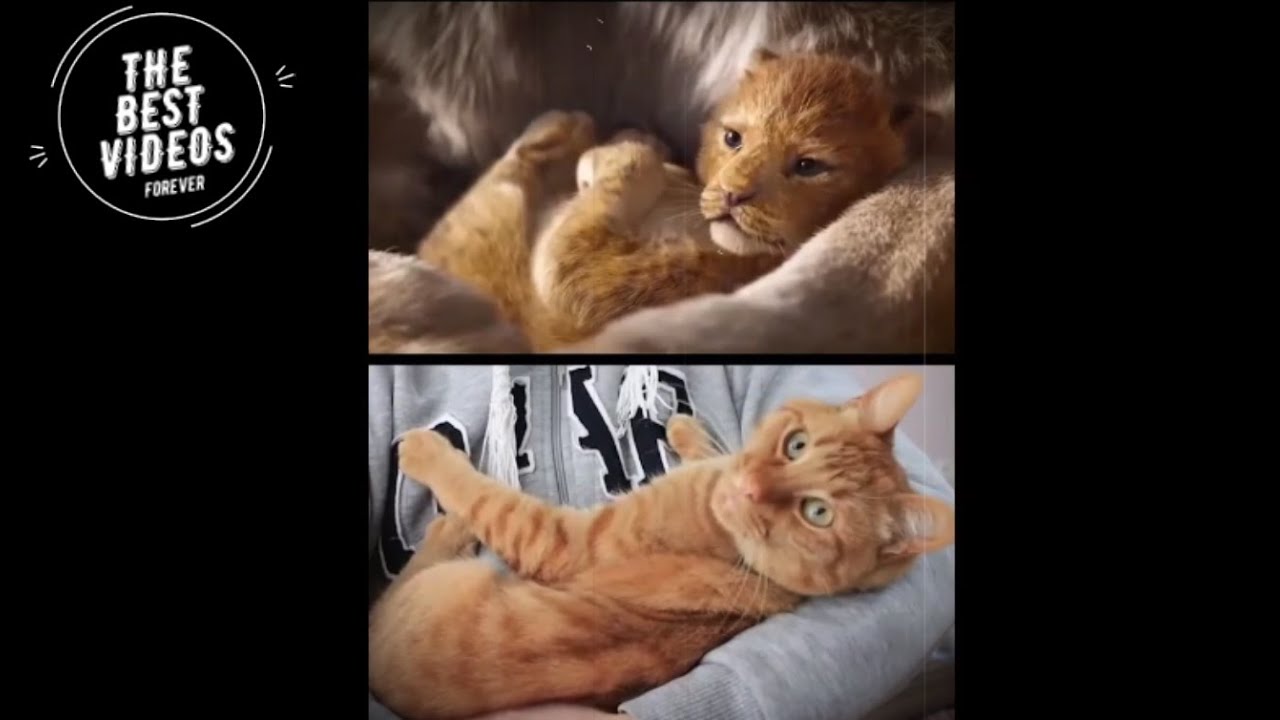 THE CAT KING AND THE LION KING | kısa ve öz - YouTube
