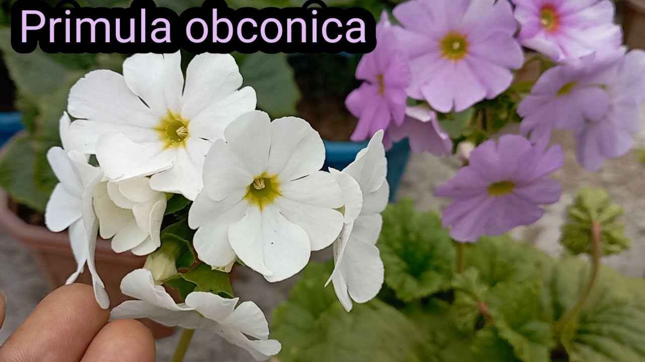 How to care primula obconica flowers plant/धेरै समय सम्म चल्ने फूल ...