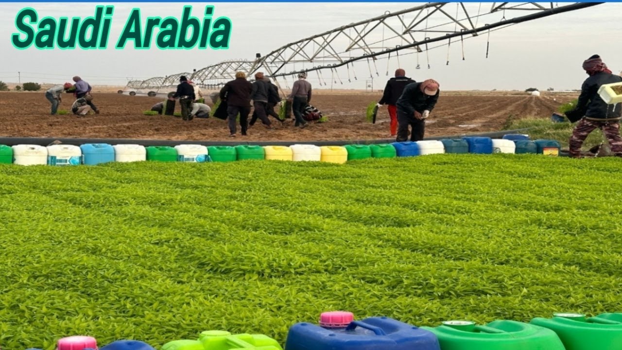 Incredible Agriculture In Saudi Arabia | Green Chilli Farming | Digital ...