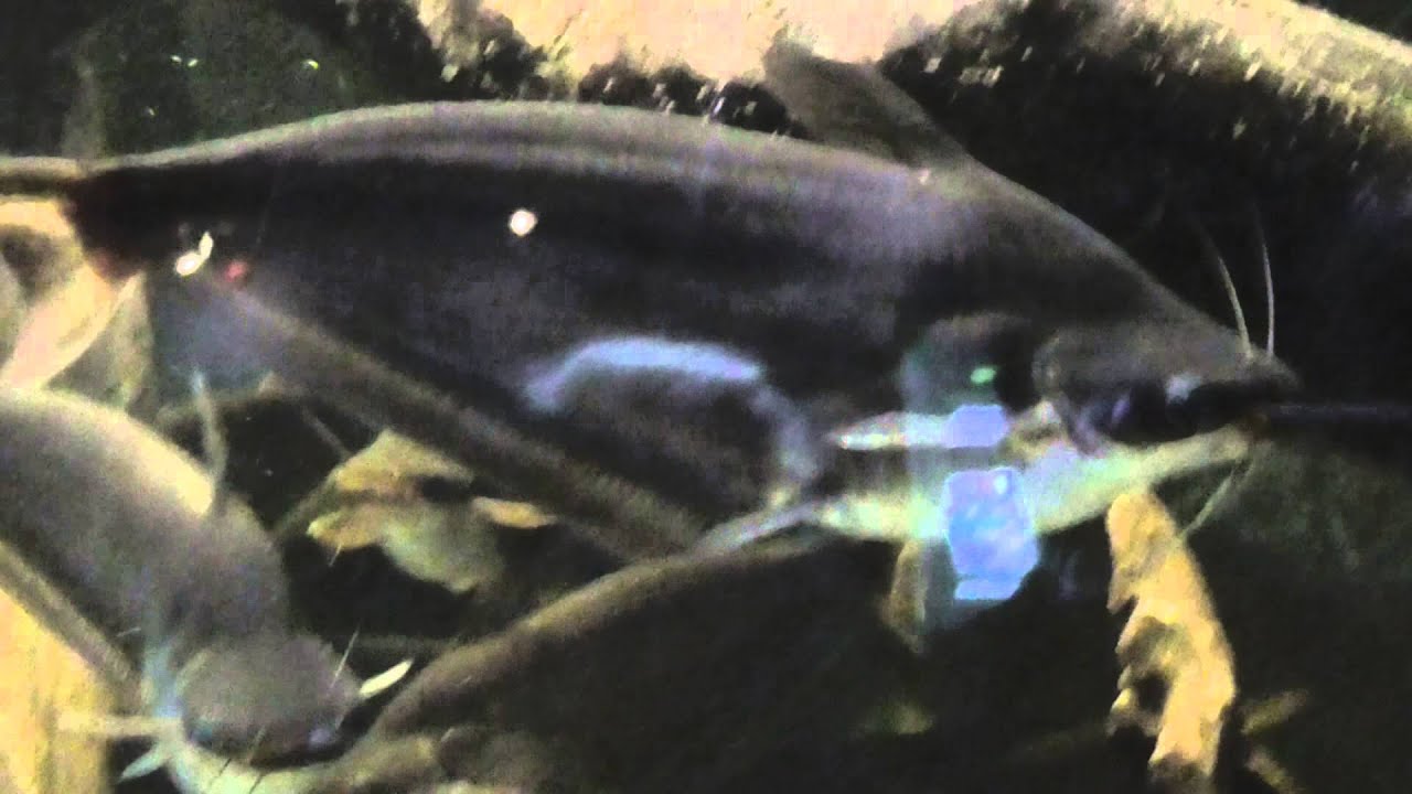 Huge Grasscutter catfish at london zoo - YouTube