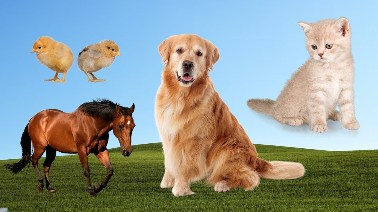 Farm Animal Fun for Kids: Discover the Sounds of Cows and More - YouTube