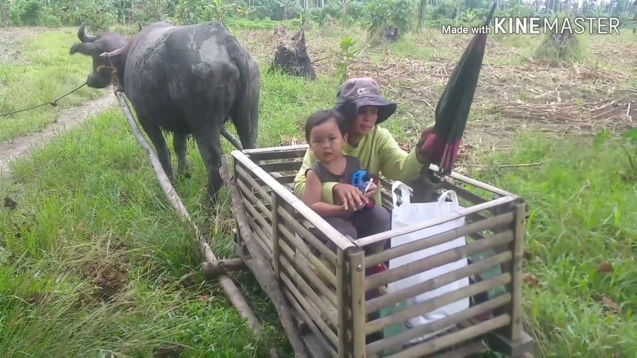 LIFE IN the PHILIPPINES FARM/life in the countryside - YouTube