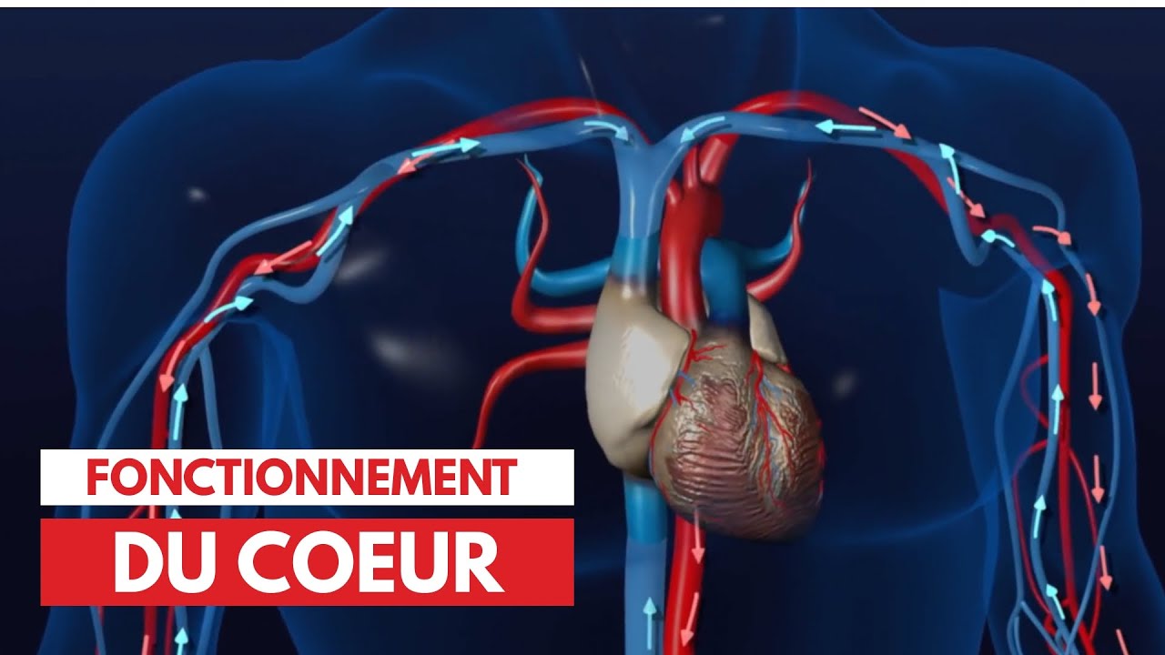 Une Visite Virtuelle Du Cœur | Animation 3D - YouTube
