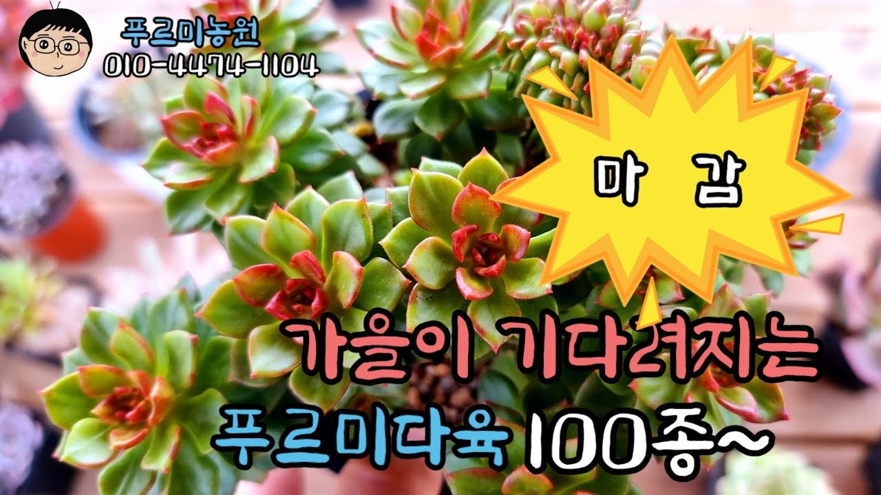 ๐ค๊ฐ์์ด ๊ธฐ๋ค๋ ค์ง๋์์์ผ ํธ๋ฅด๋ฏธ๋ค์ก100์ข
~ ๐ผ๐ธ๐๋ค์ก๋์ฅ ๋ค์กํ๋งค๋ค์ก์๋ฌผ๋ฐ๋ ค์๋ฌผ์ฅ๋ง๋น์ฌ๋ฆํด๊ฐ๋ฐ์์์ฒญ์ฃผ๋ค์ก์ถฉ๋ถ