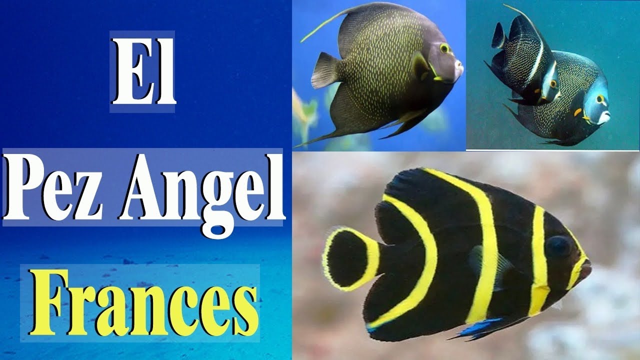 Pomacanthus paru pez angel frances ficha tecnica - YouTube