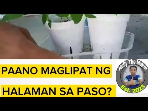 Paano maglipat ng halaman sa paso - YouTube