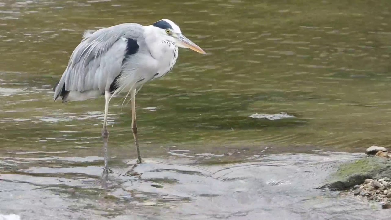 Blue Heron Get Angry with Cormorant - YouTube