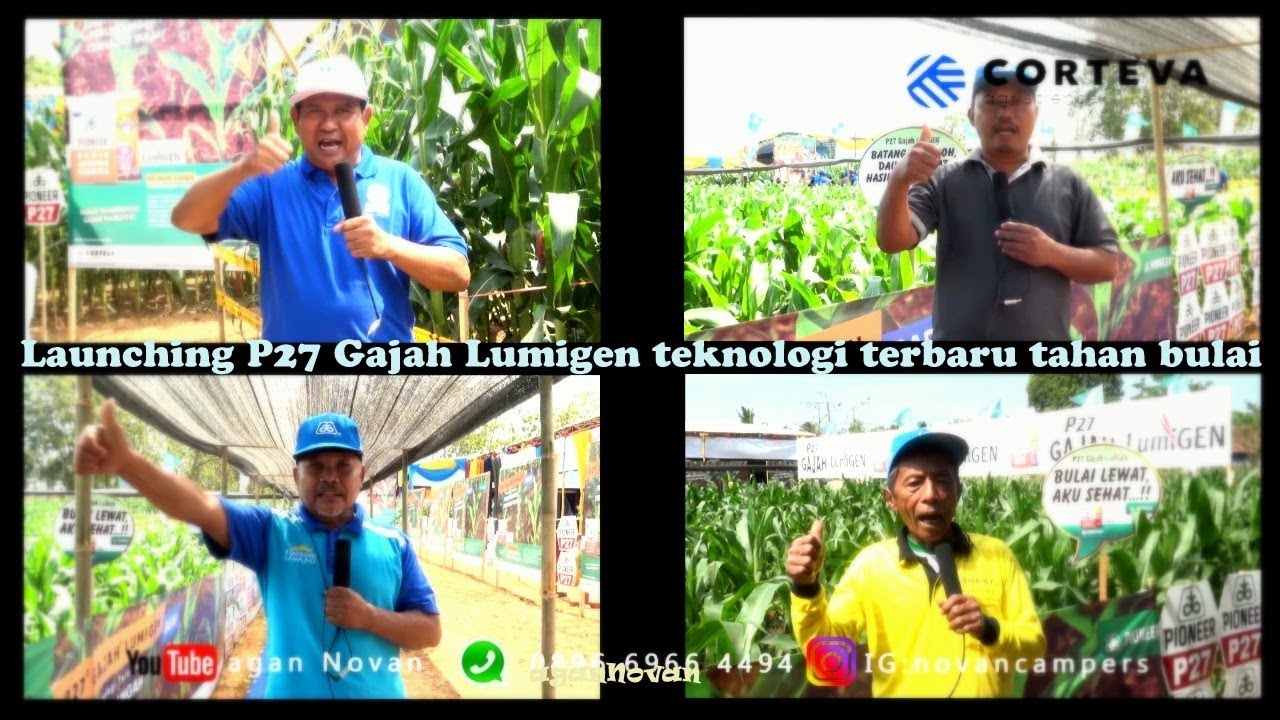 kehebatan lumigen P27 Gajah produk baru Corteva tahan bulai - YouTube