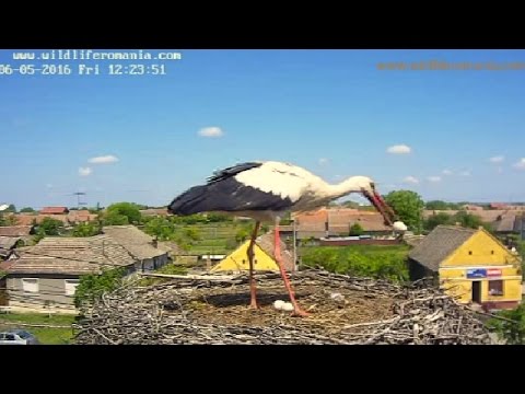 Barza Carpinis / White Stork Romania - He Throw Another Egg / El A Mai ...