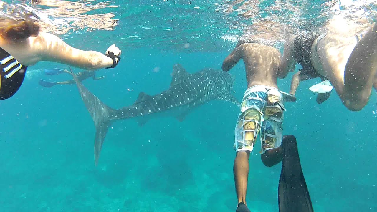 Requin baleine Sun Island Maldives - YouTube