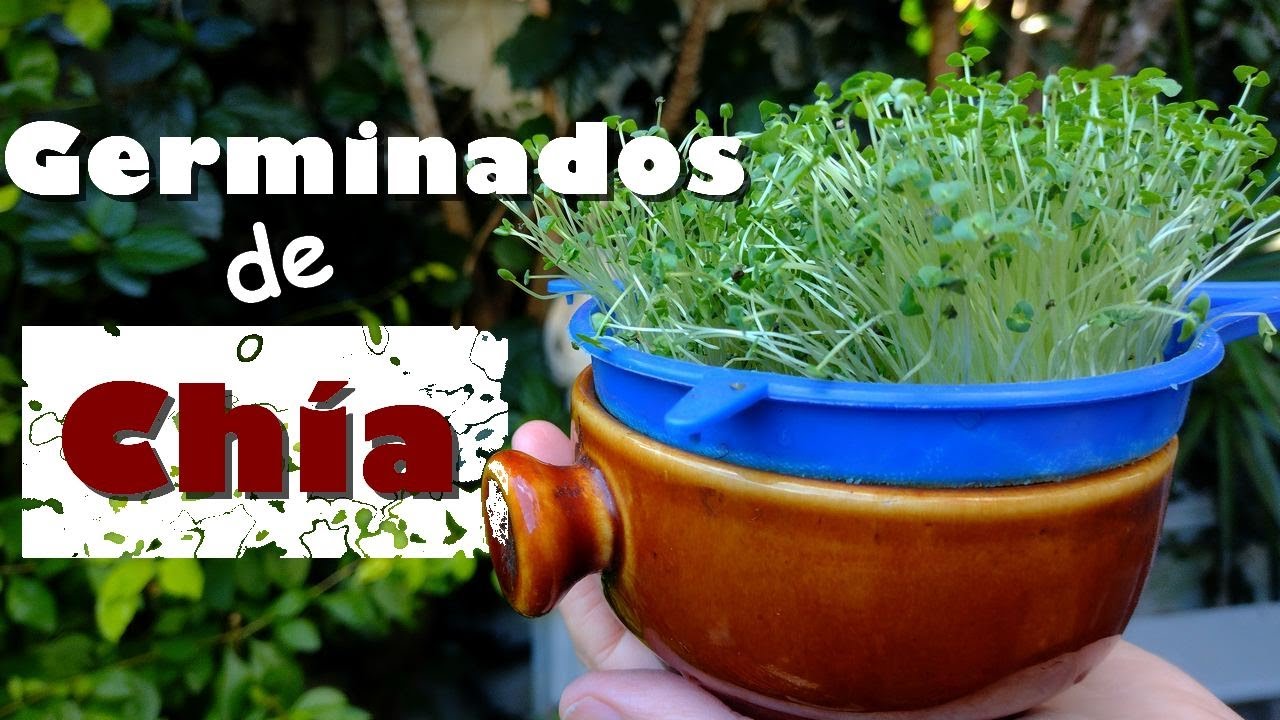 Germinados de Chía/ El método más rápido y efectivo!!! - YouTube