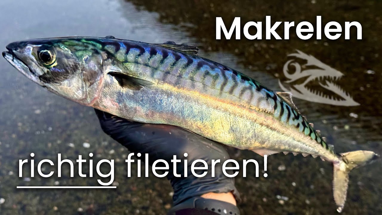 MAKRELEN richtig filetieren und zubereiten - Catch & Cook - YouTube