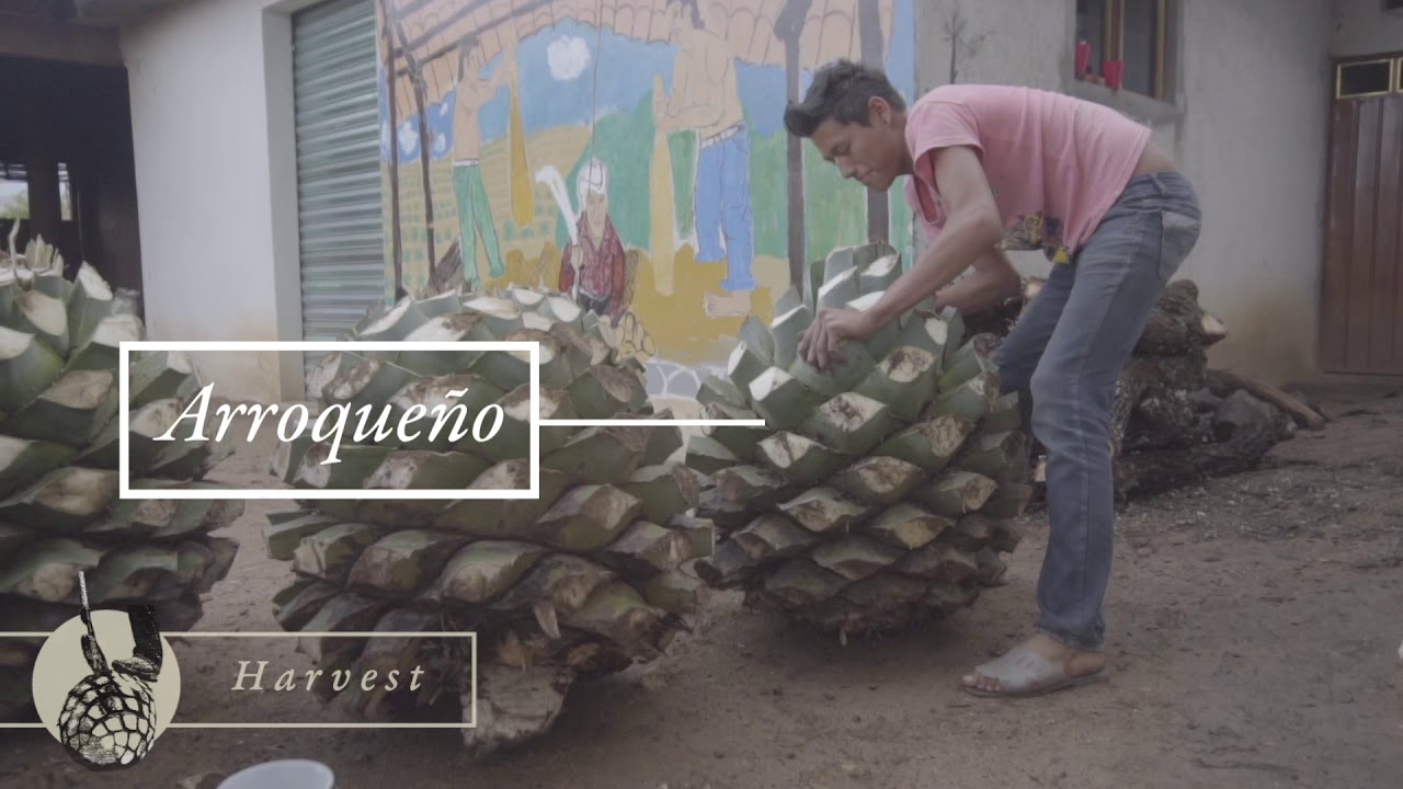 Atisanal Mezcal Process Part 1 - Harvesting The Magueys - YouTube