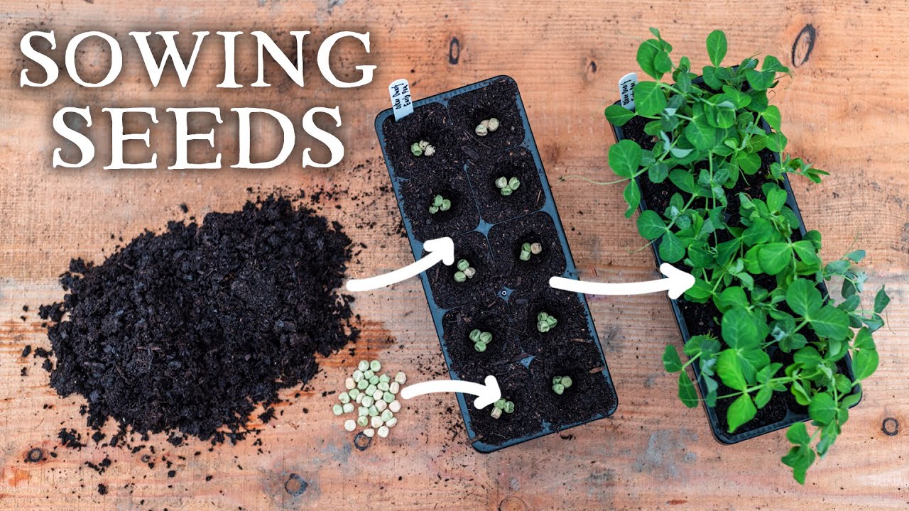 The No-Nonsense Seed Sowing Guide (For Vegetable Gardeners) - YouTube