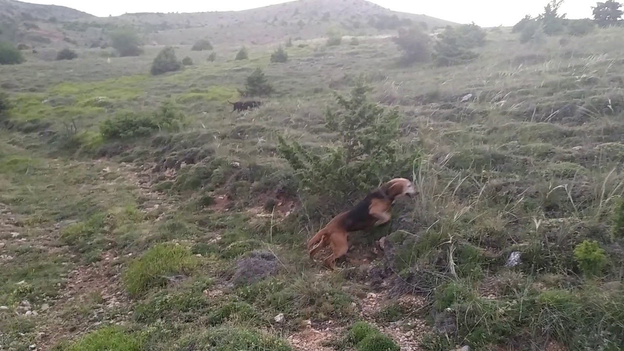 ΚΥΝΗΓΙ ΛΑΓΟΥ ΕΚΠΑΙΔΕΥΤΙΚΟ 9-6-20 ΞΕΦΩΛΙΑΣΜΑ ΛΑΡΑ 1 ΧΡΟΝΩΝ ΣΚΥΛΙΤΣΑ ...