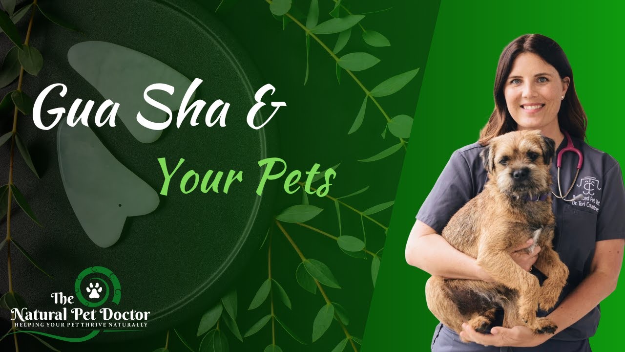 Gua Sha and Your Pets | Dr. Tori Countner - Balanced Pet Vet - YouTube