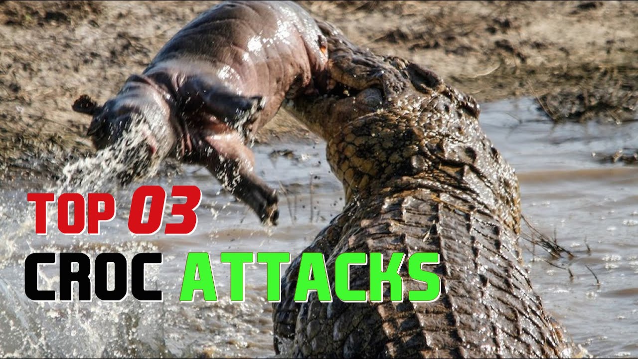 Croc Attack ⦁ Crocodile Attack ⦁ Ataques de Crocodilo - YouTube