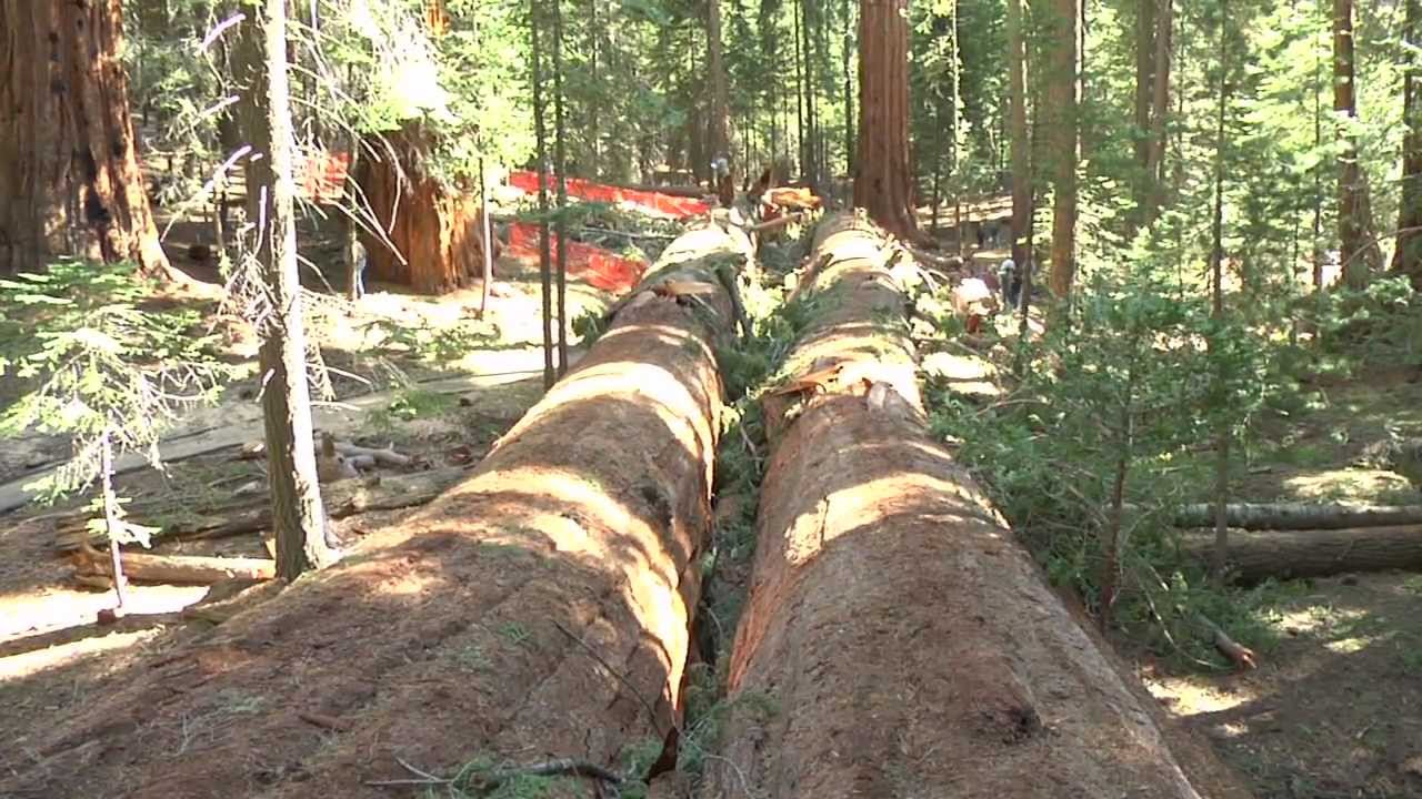 Redwood Tree Falling
