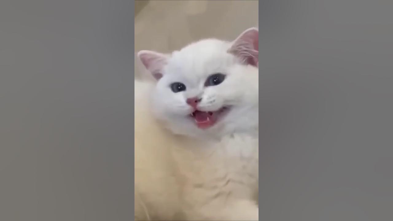 cat meew #cat #new#funnycats #catvideos #catlover #cutecats #hilariouscats #catcompilation #try ...