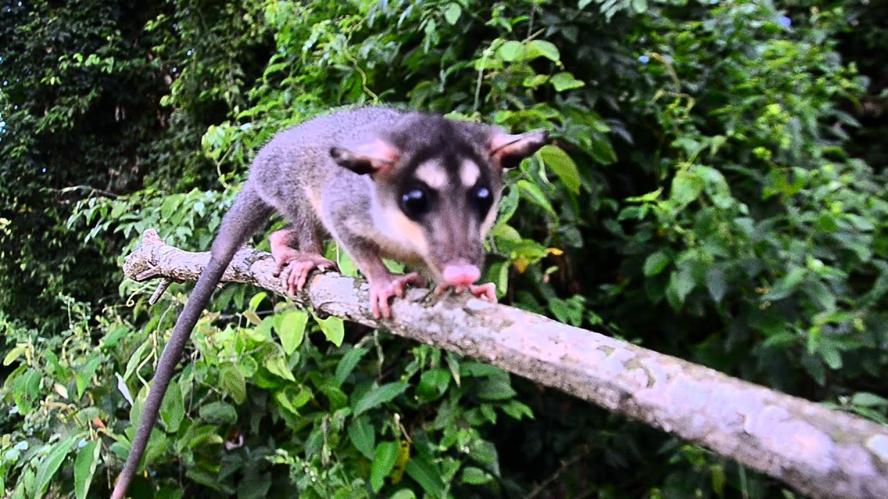 Cuíca-de-quatro-olhos (Philander frenatus) - YouTube