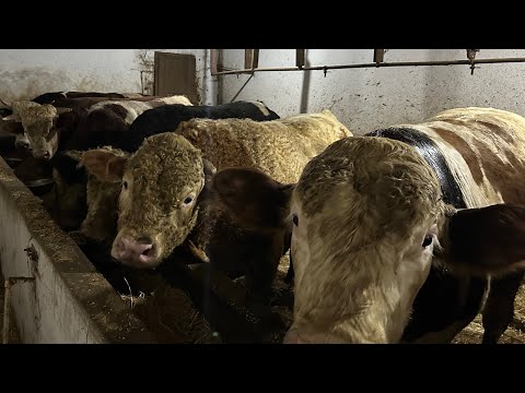 2026 YILI KURBANLIKLARIMIZ # KURBANLIKLARIMIZIN GENEL DURUMLARI 