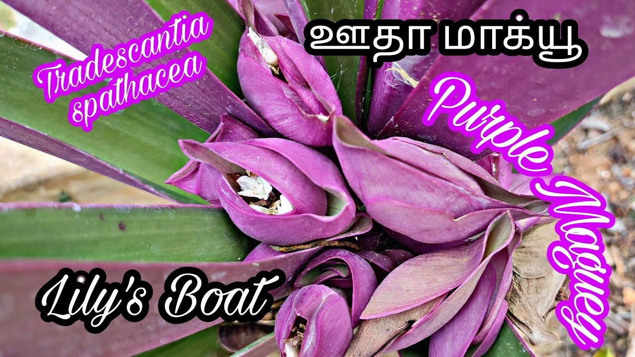 Purple Maguey - லில்லிகளின் படகு - YouTube