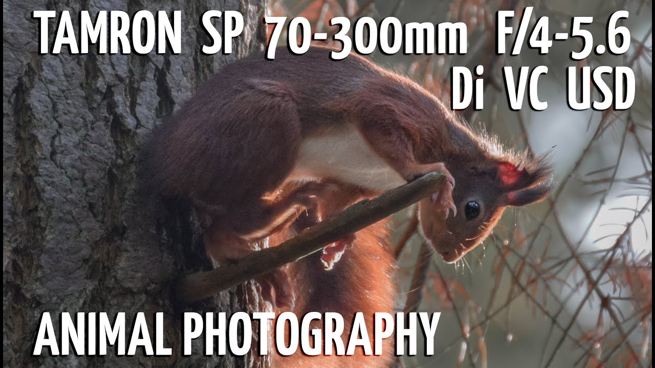 Nikon d5300 + Tamron SP 70-300mm f/4-5.6 Di VC USD - animal photography ...