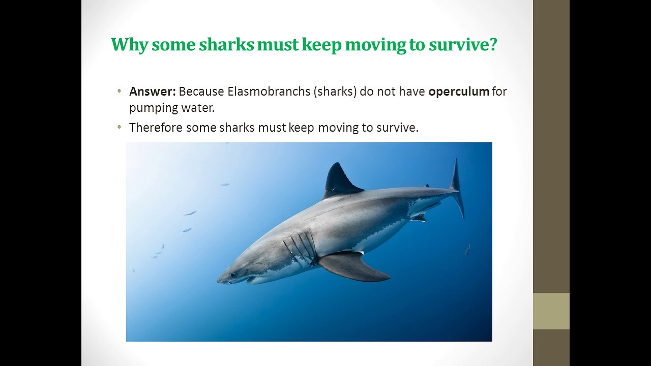 Locomotion in Fishes, Nervous and Sensory Functions in Fishes - YouTube