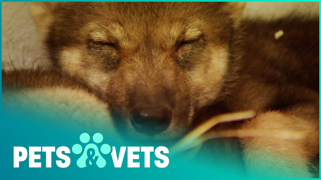 5-Week-Old Wolf Cubs Play With Lion Cub | Wildlife Nannies - YouTube