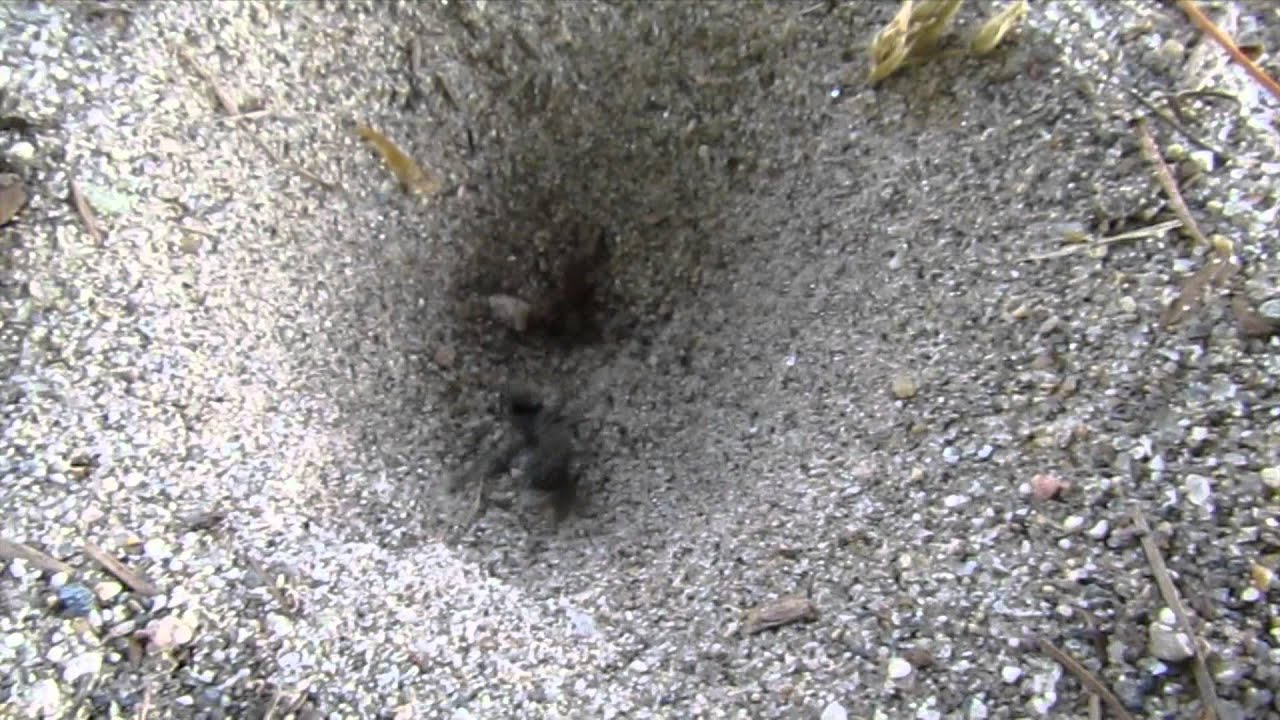 Sarlacc creature from Star Wars - YouTube