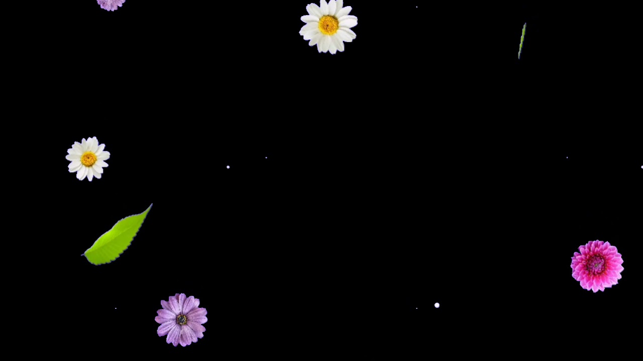 Flowers effect video black screen - YouTube