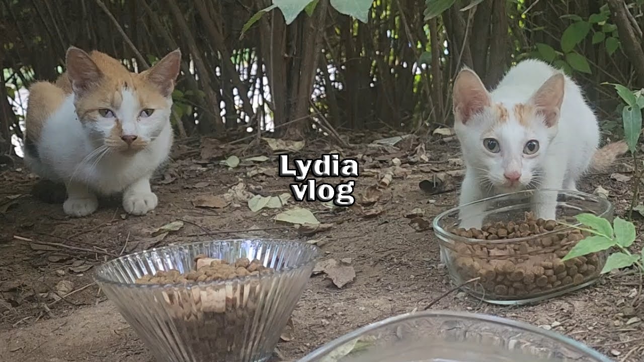 [ENG] Lydia vlog #39 | 추측만 했는데 실제상황이 되었어요 | 아깽이와 함께 나타난 길냥이 - YouTube