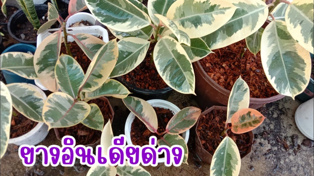 ลองขยายพันธุ์ต้นยางอินเดียด่าง ตัด ปักชำแบบง่ายๆ🌿💗🌿 ต้นไม้ ไม้มงคล