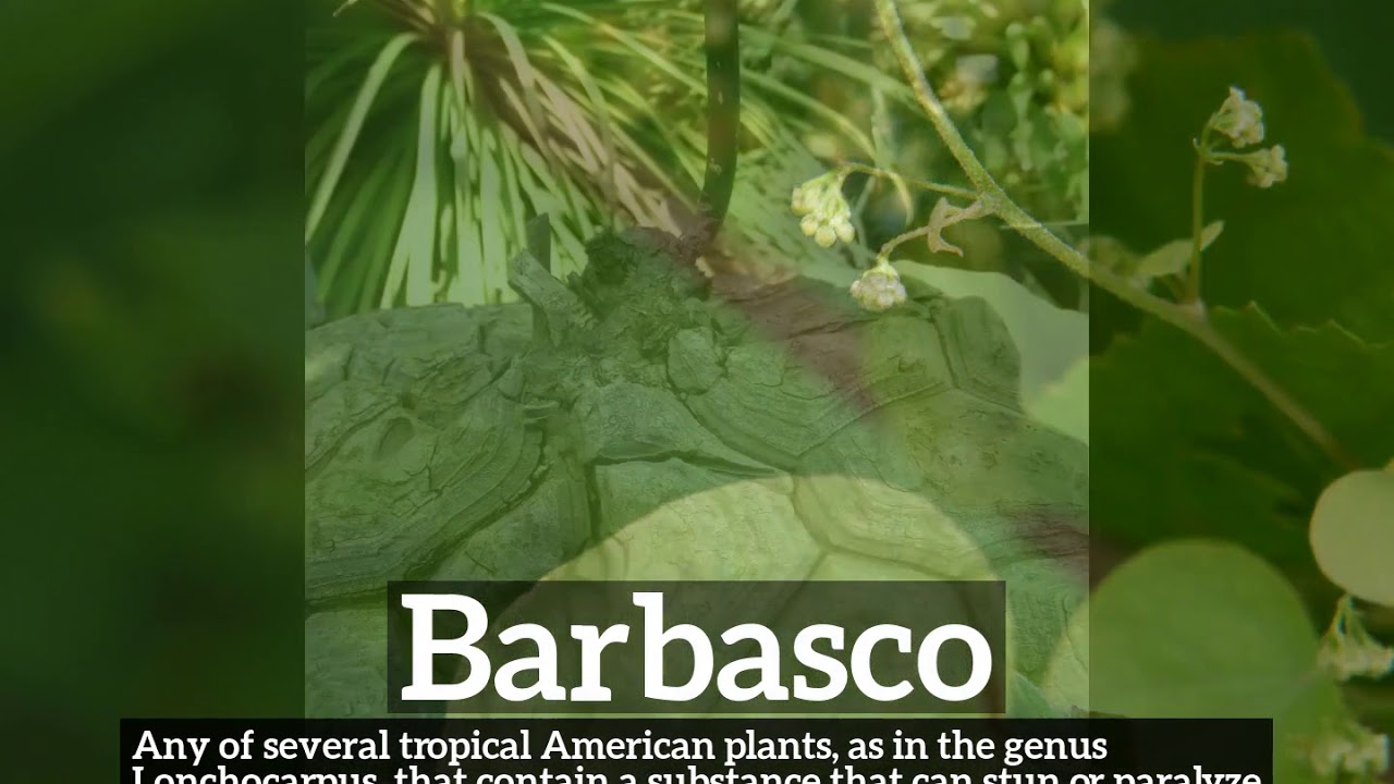How Does Barbasco Look? | How to Say Barbasco in English? | What is ...