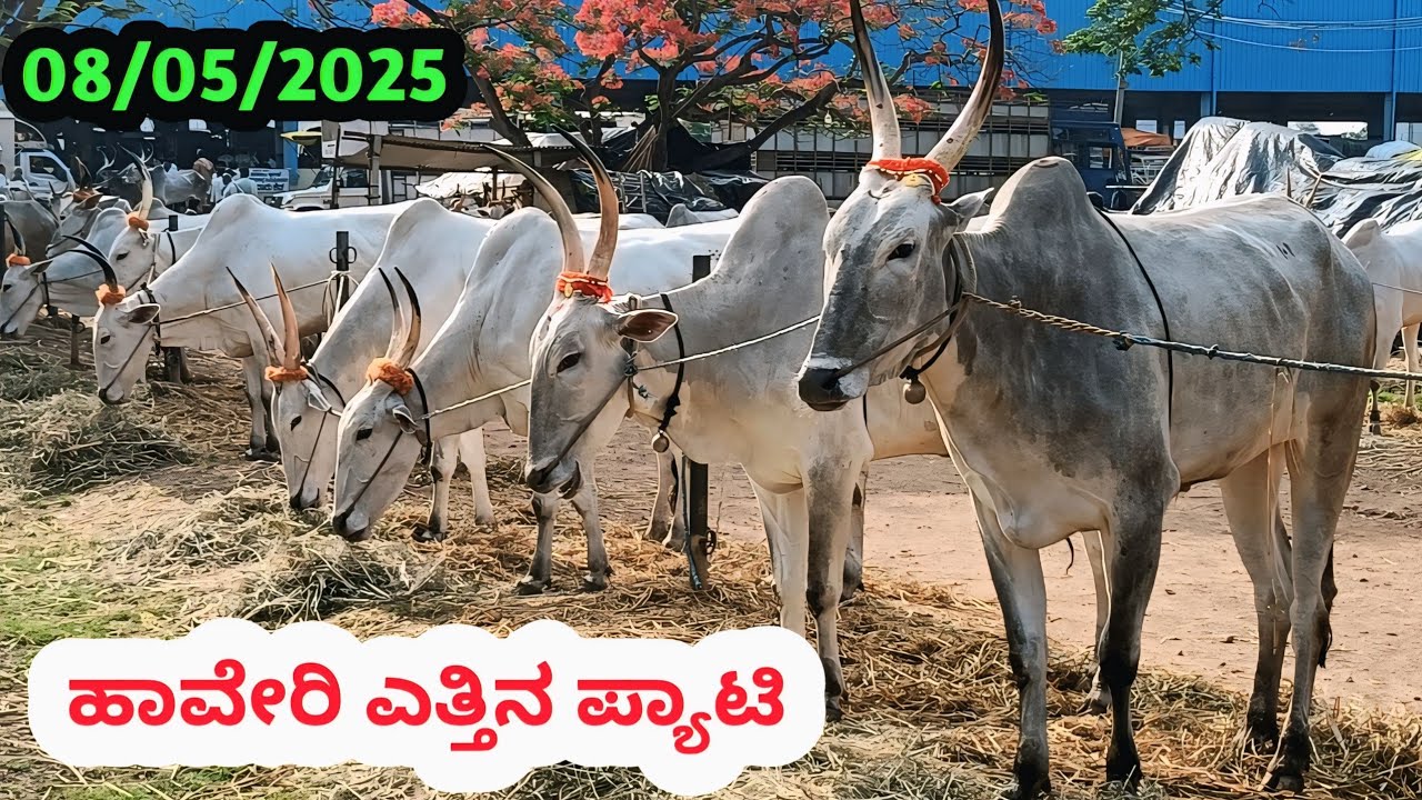 ಹಾವೇರಿ ಎತ್ತಿನ ಪ್ಯಾಟಿ || Haveri Bulls Market || ಪ್ರತಿ ಗುರುವಾರ ಬೆಳಿಗ್ಗೆ ...