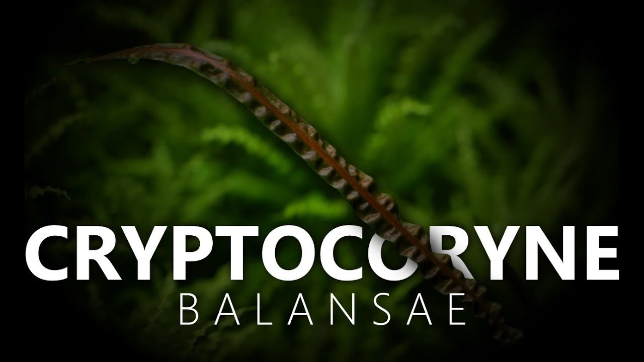 Cryptocoryne Balansae - YouTube