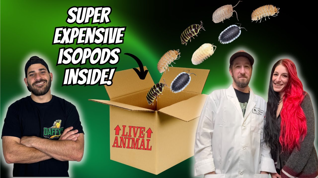 How Much Are These Isopods Worth? Super Expensive Isopod Unboxing ...