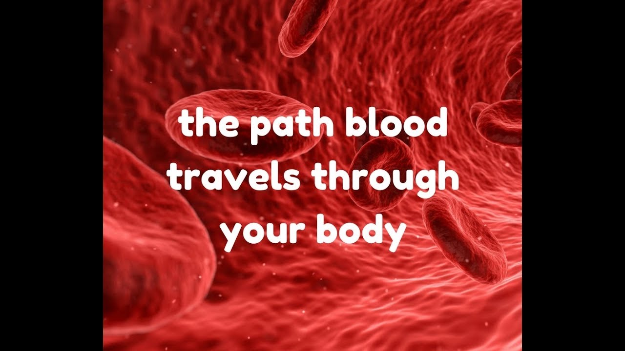 the path blood travels through your body - YouTube