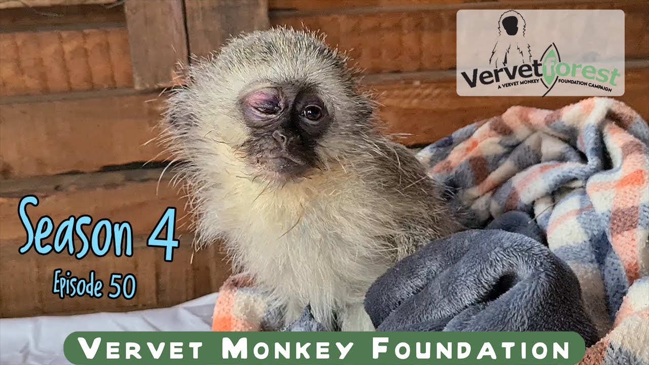 Baby monkey Elio starts to meet monkey moms, baby monkey Charlotte on ...