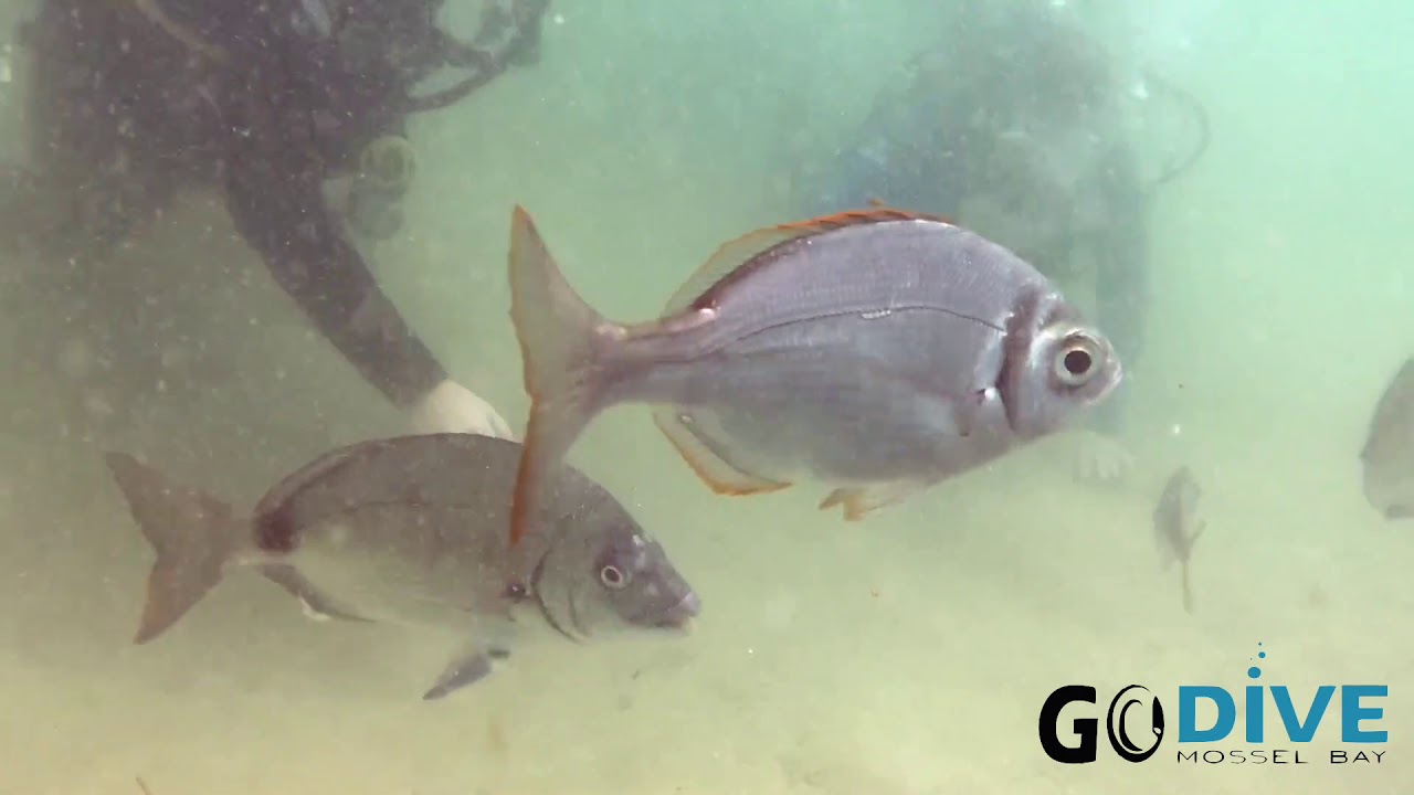 NAUI Try Scuba Diving with Go Dive Mossel Bay - YouTube