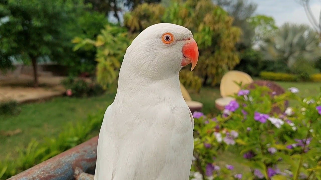 Most Amazing White Parrot | Natural Parrot Video - YouTube