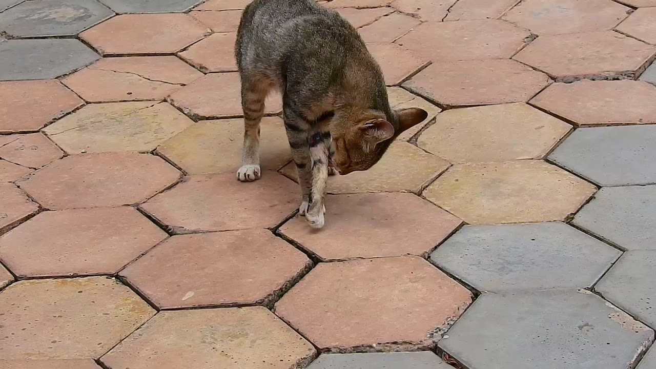 So pity cat so much - YouTube