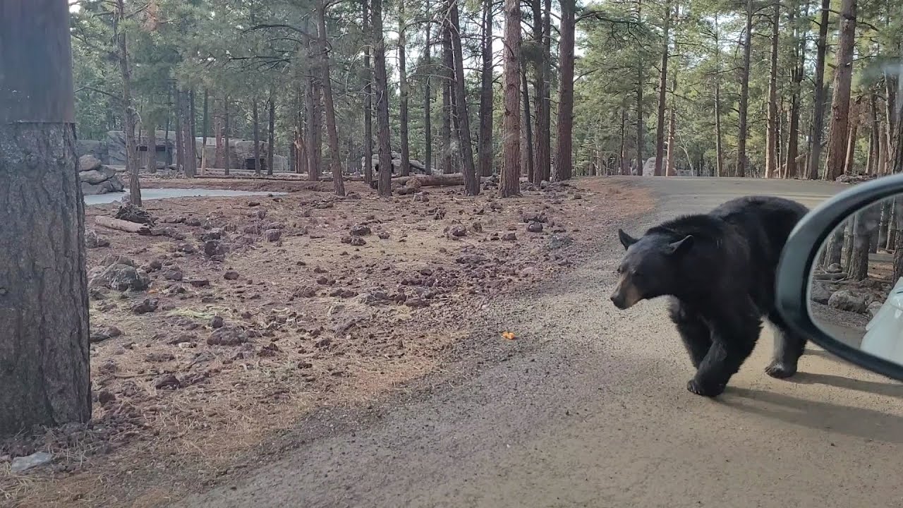 Bearizona wildlife Park drive thru experience in Williams Arizona USA ...