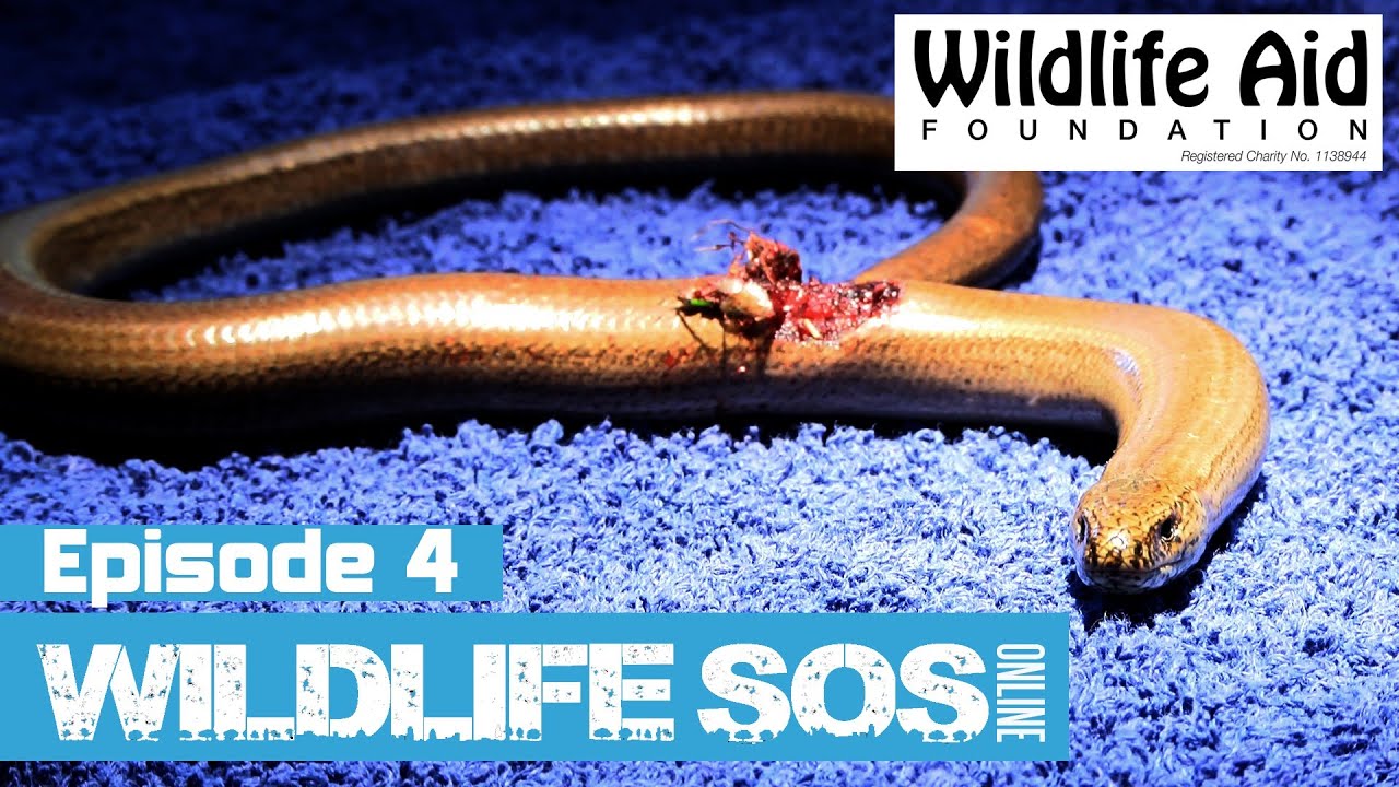 Wildlife SOS Online - Episode 4 - YouTube