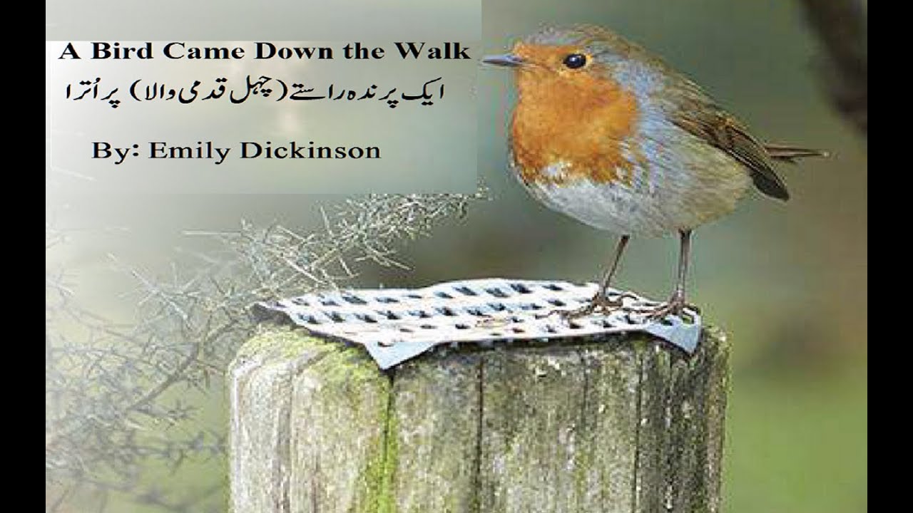 A Bird Came Down the Walk" by Emily Dickinson | Simple English ...
