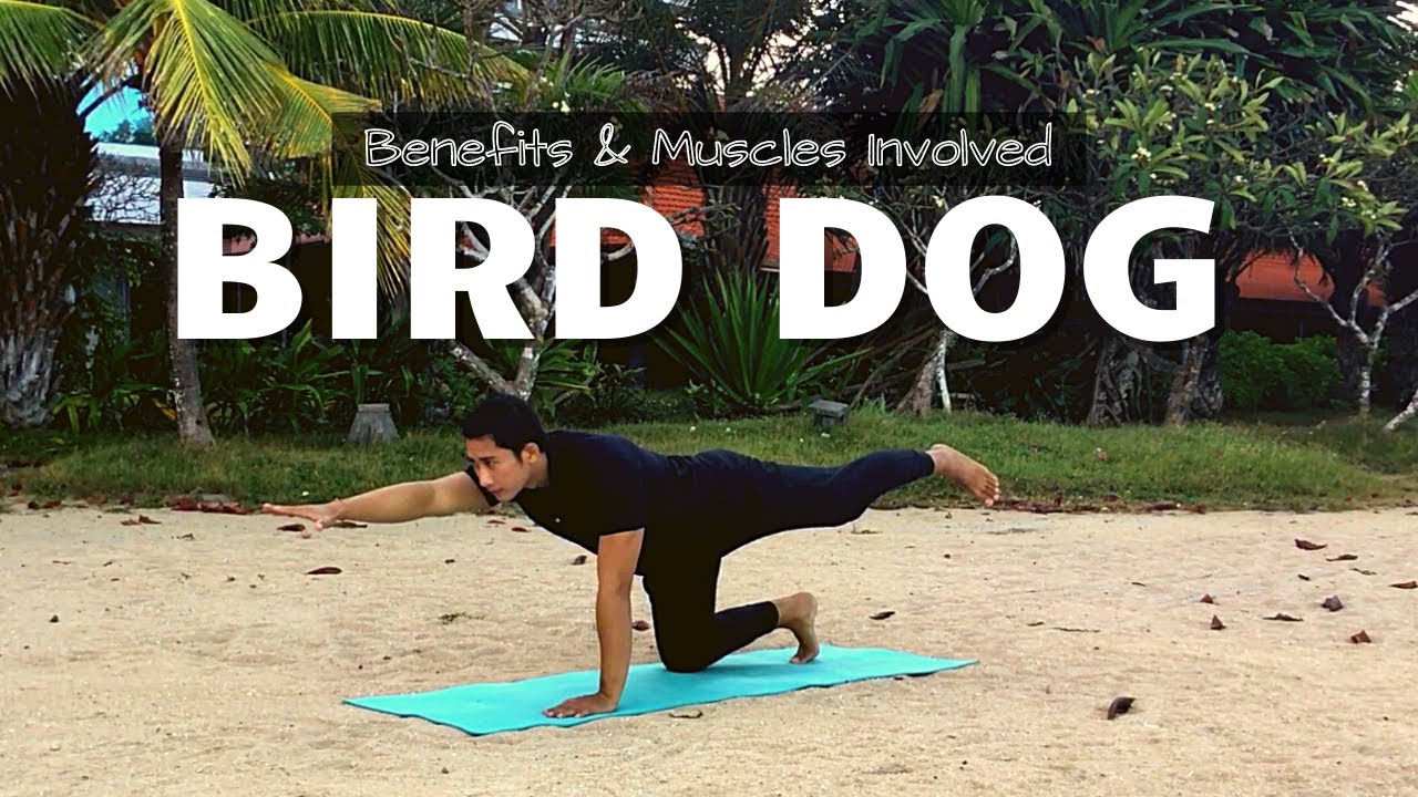 How To: Bird Dog Exercise | Benefits and Muscles Worked | Quadraped ...