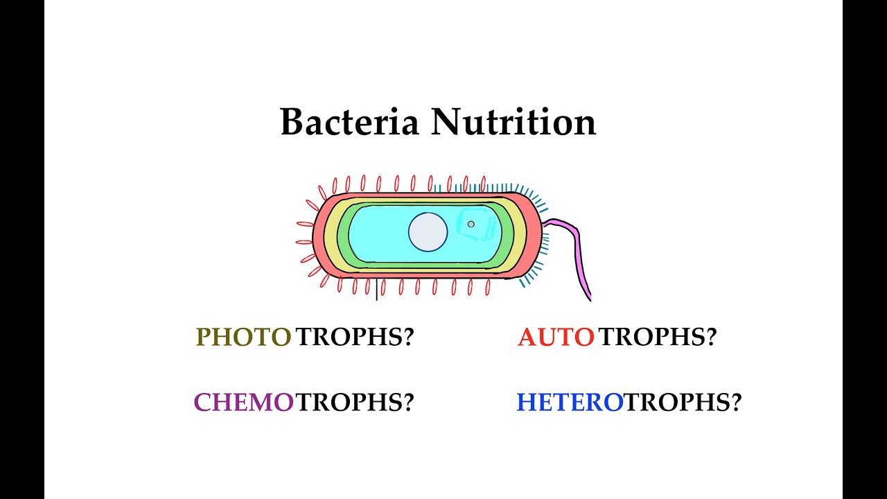 Bacteria nutrition (#10) - YouTube